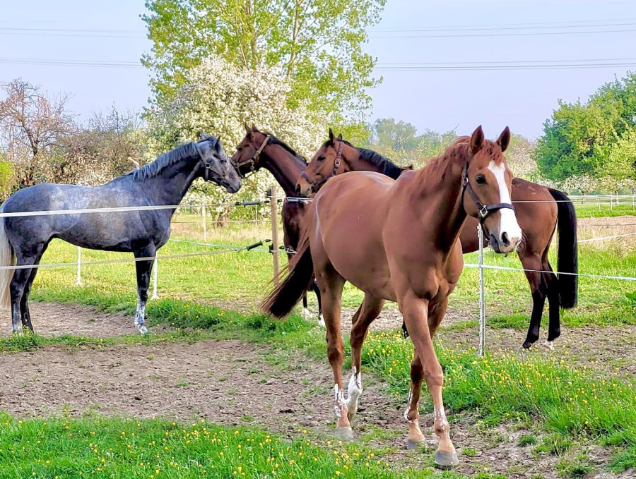 Rennstall & Trainingsanlage » Rennstall Manfred Weber Iffezheim